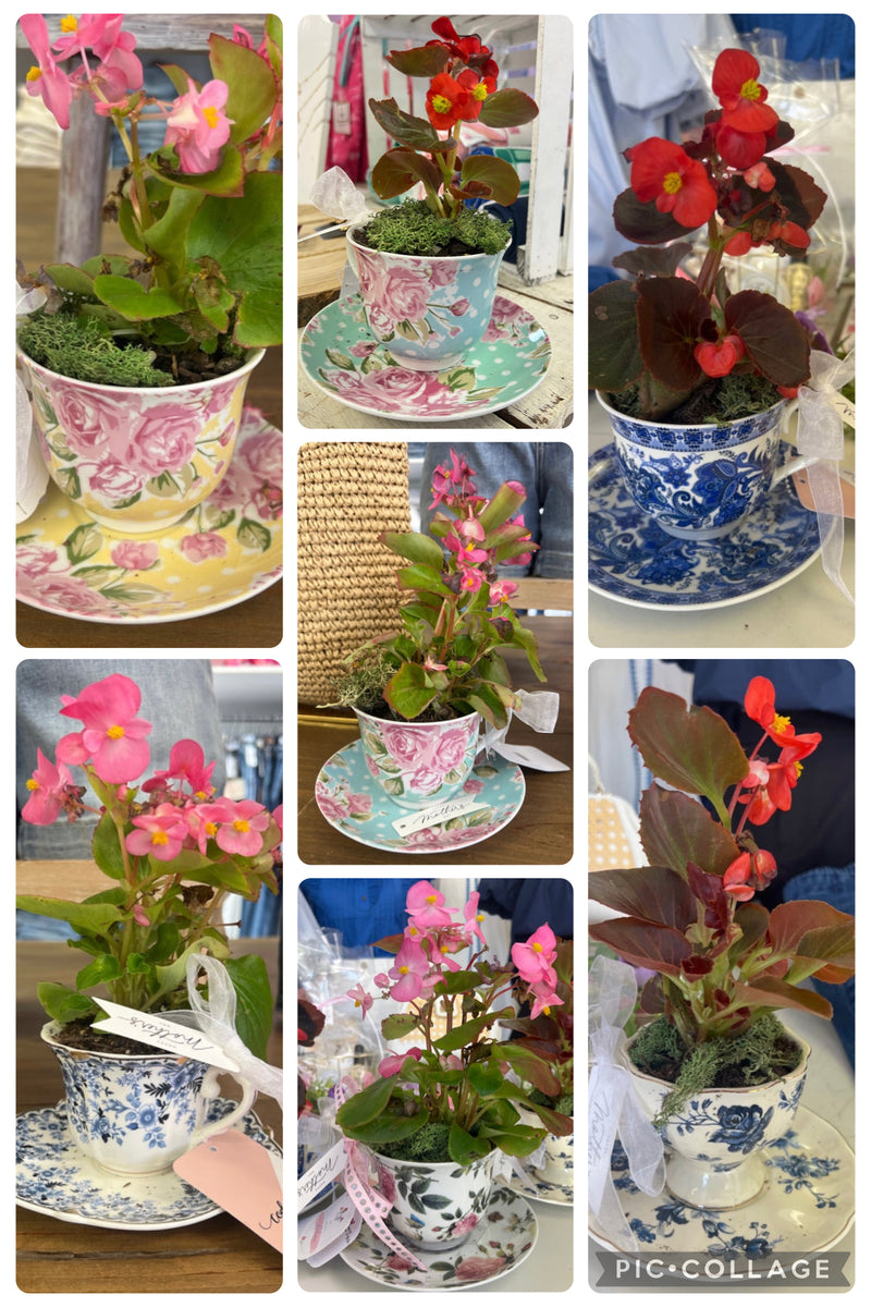 TT's Creation Tea Cup Plant-PICKUP ONLY! – Cody Kate Boutique